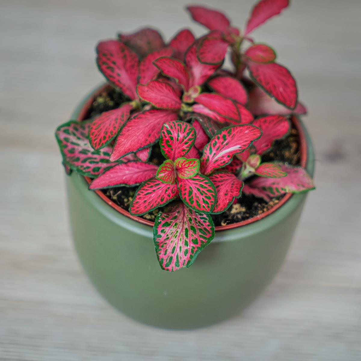 Fittonia Mosaic Red Forest Flame – Halaman Habitat